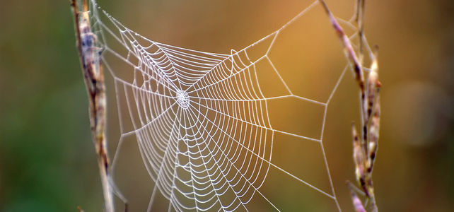 Vielversprechende Anwendungsmöglichkeiten für Spinnenseide in der Medizin