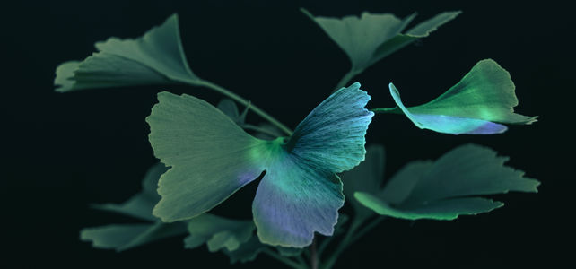 Ginkgo-Präparat zur Therapie von Apoplex-Beeinträchtigungen